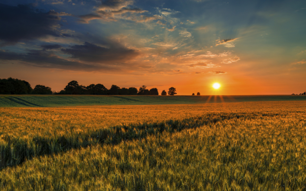 Sunset over a wheat field | Renewal Funds